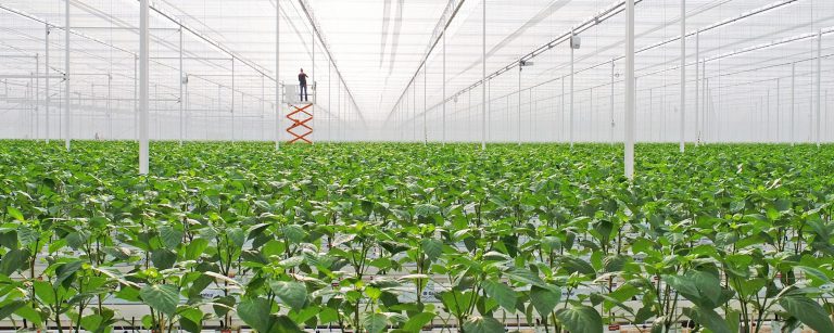 UK's Largest Dedicated grower of Sweet Bell Peppers | Tangmere