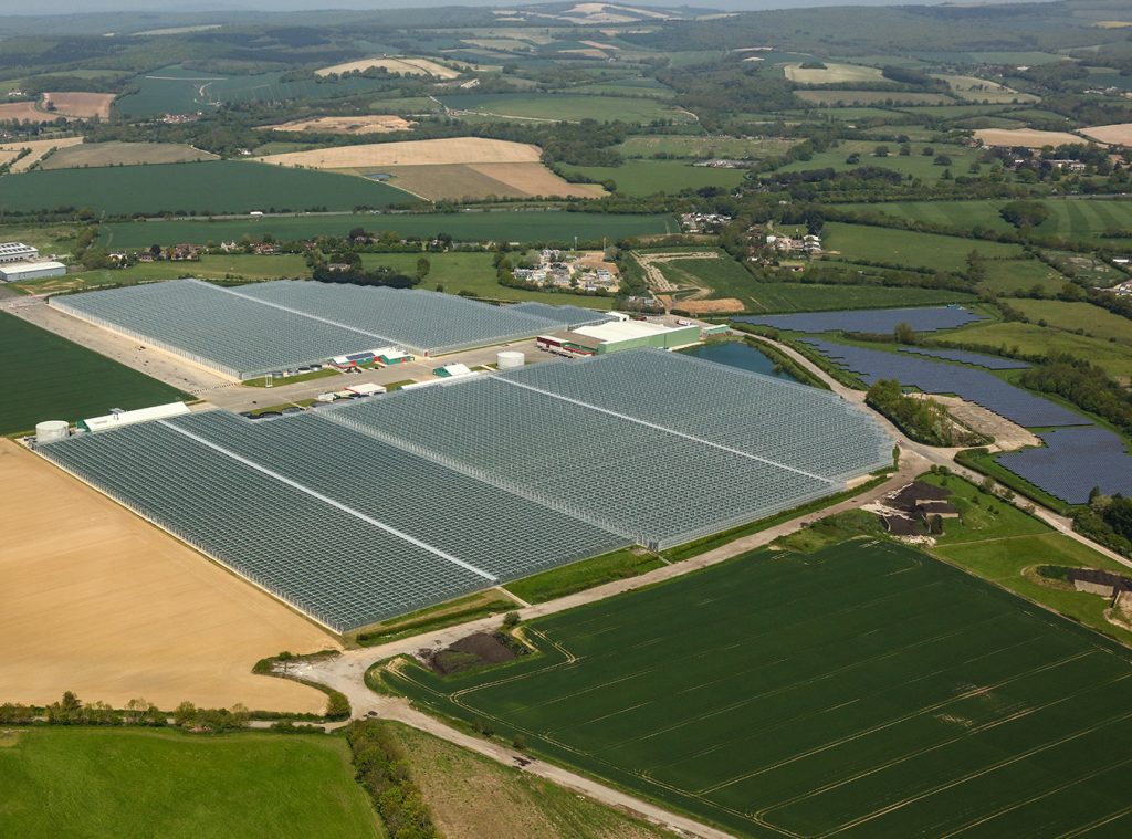 Sweet Bell Peppers | UK's Largest Dedicated Nursery | Tangmere Airfield ...