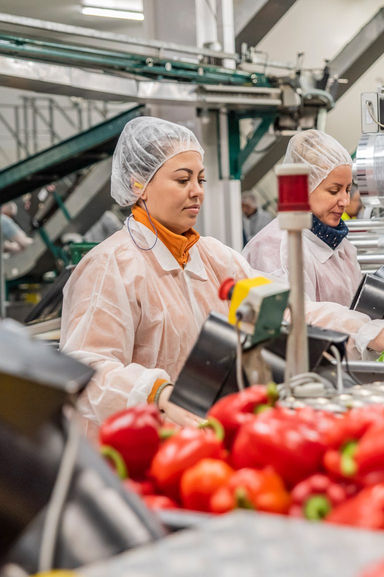 Packing Sweet Bell Peppers | Innovative Packing Facility | Tangmere
