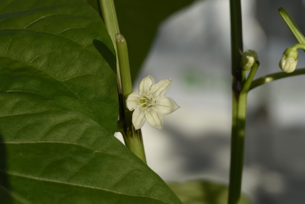 UK's Largest Dedicated grower of Sweet Bell Peppers | Tangmere