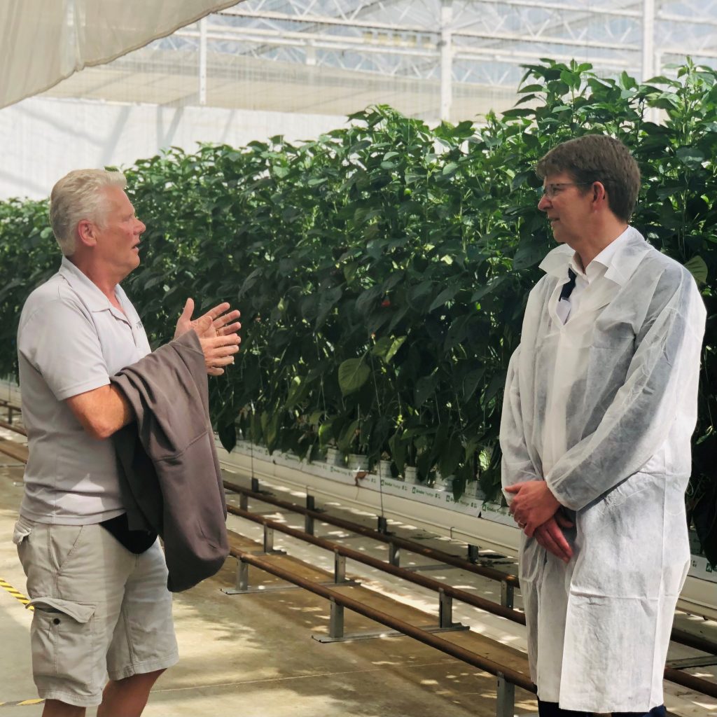 Sweet Bell Peppers | UK's Largest Dedicated Nursery | Tangmere Airfield ...